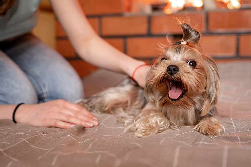 Life is Good, Dogs Make it Better - Petaxin